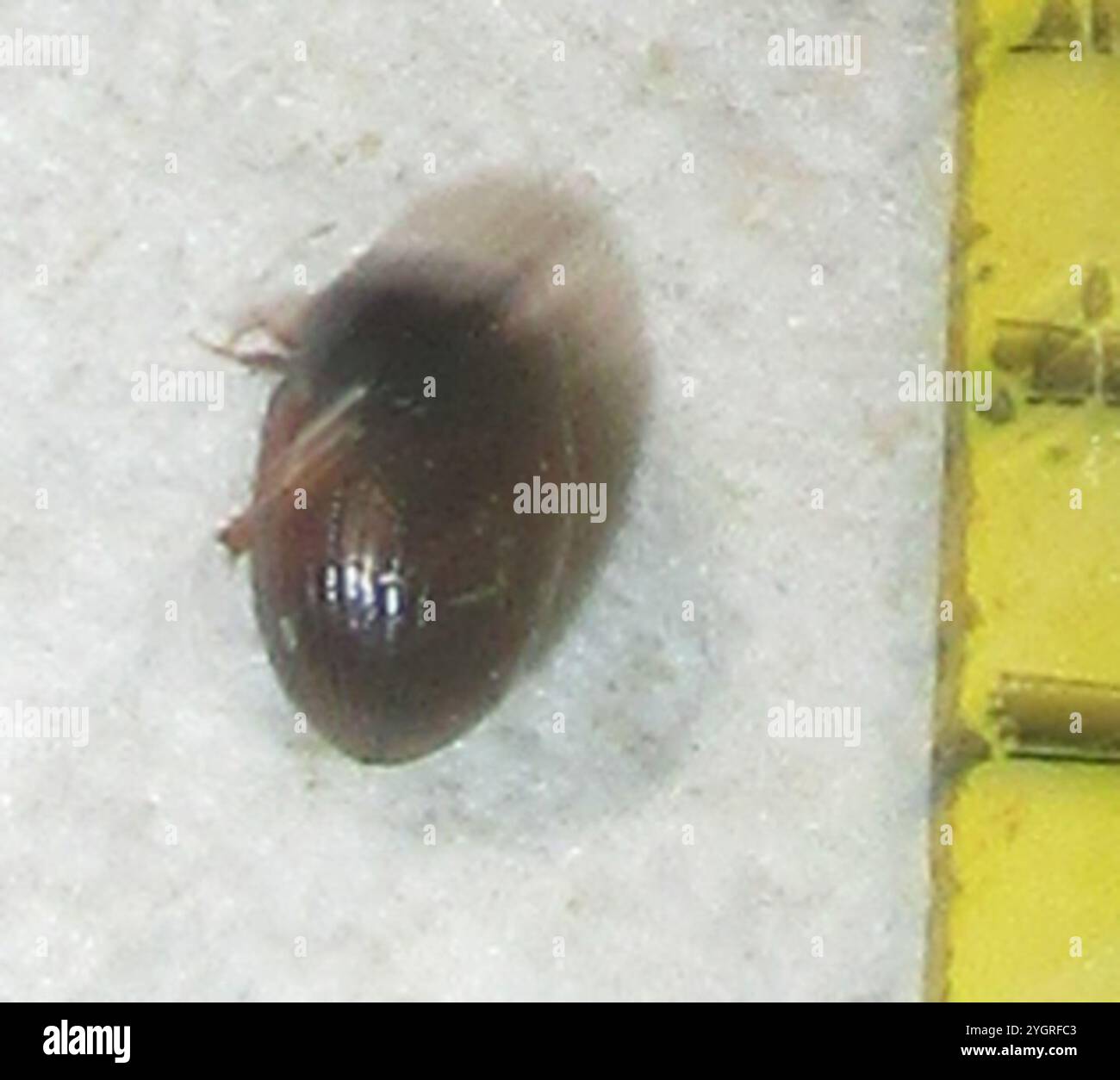 Sphaeridiinae hi-res stock photography and images - Alamy