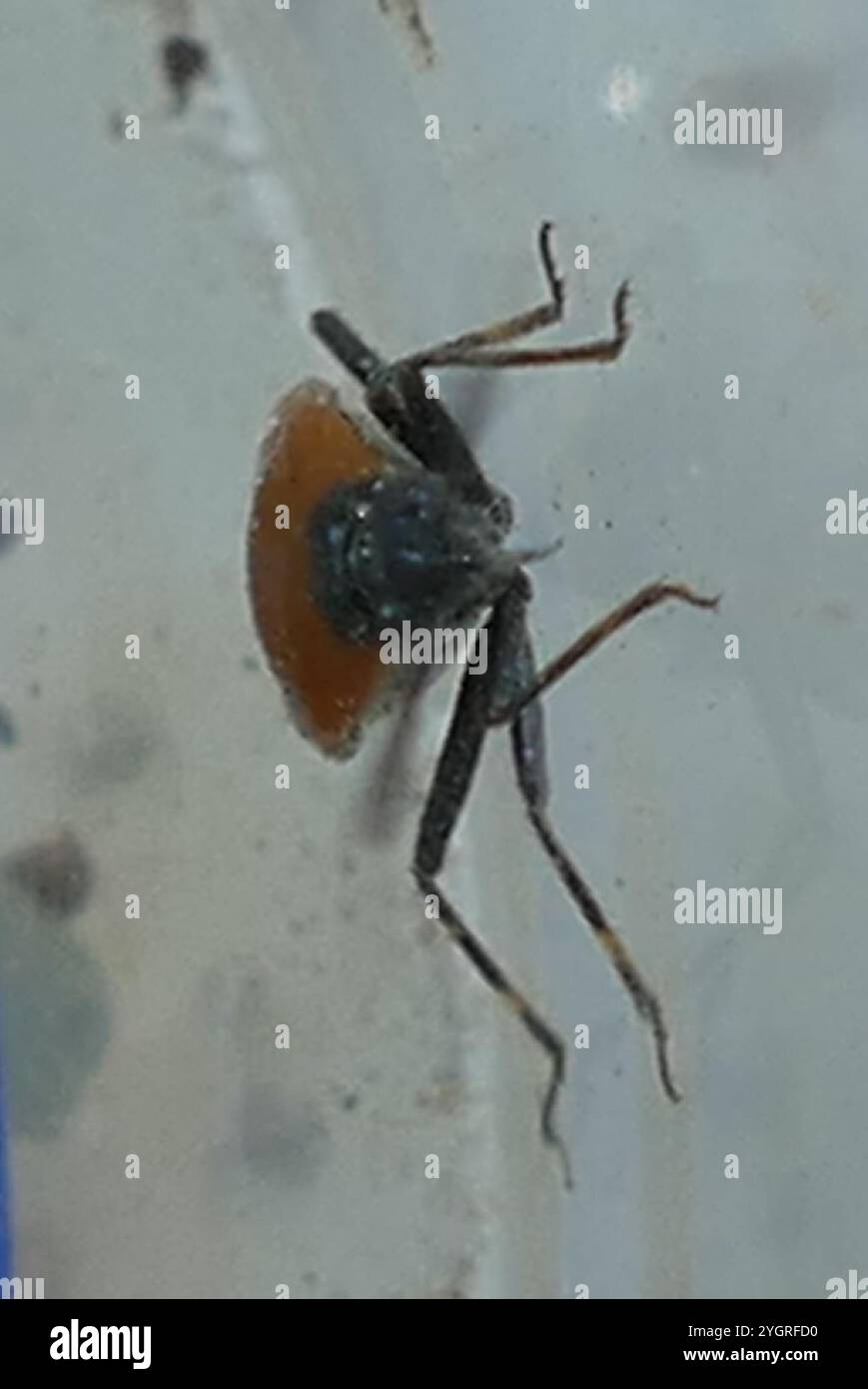 True Bugs (Heteroptera Stock Photo - Alamy