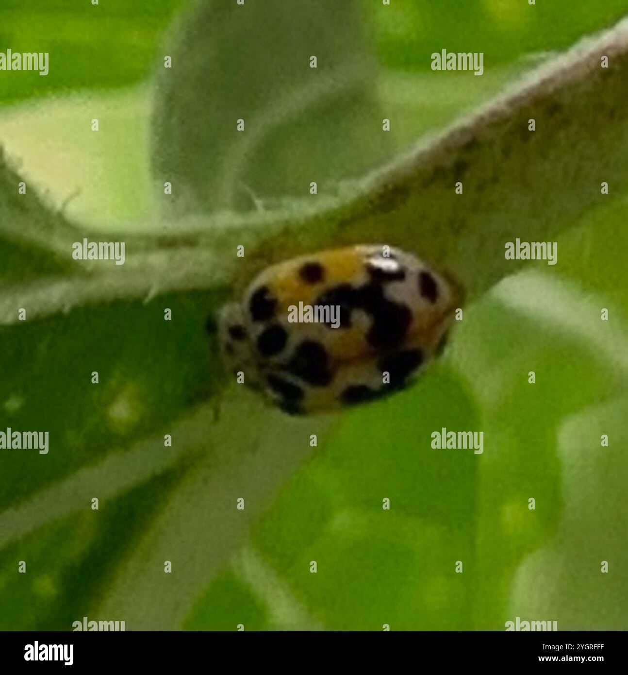 Twenty-spotted Lady Beetle (Psyllobora vigintimaculata Stock Photo - Alamy