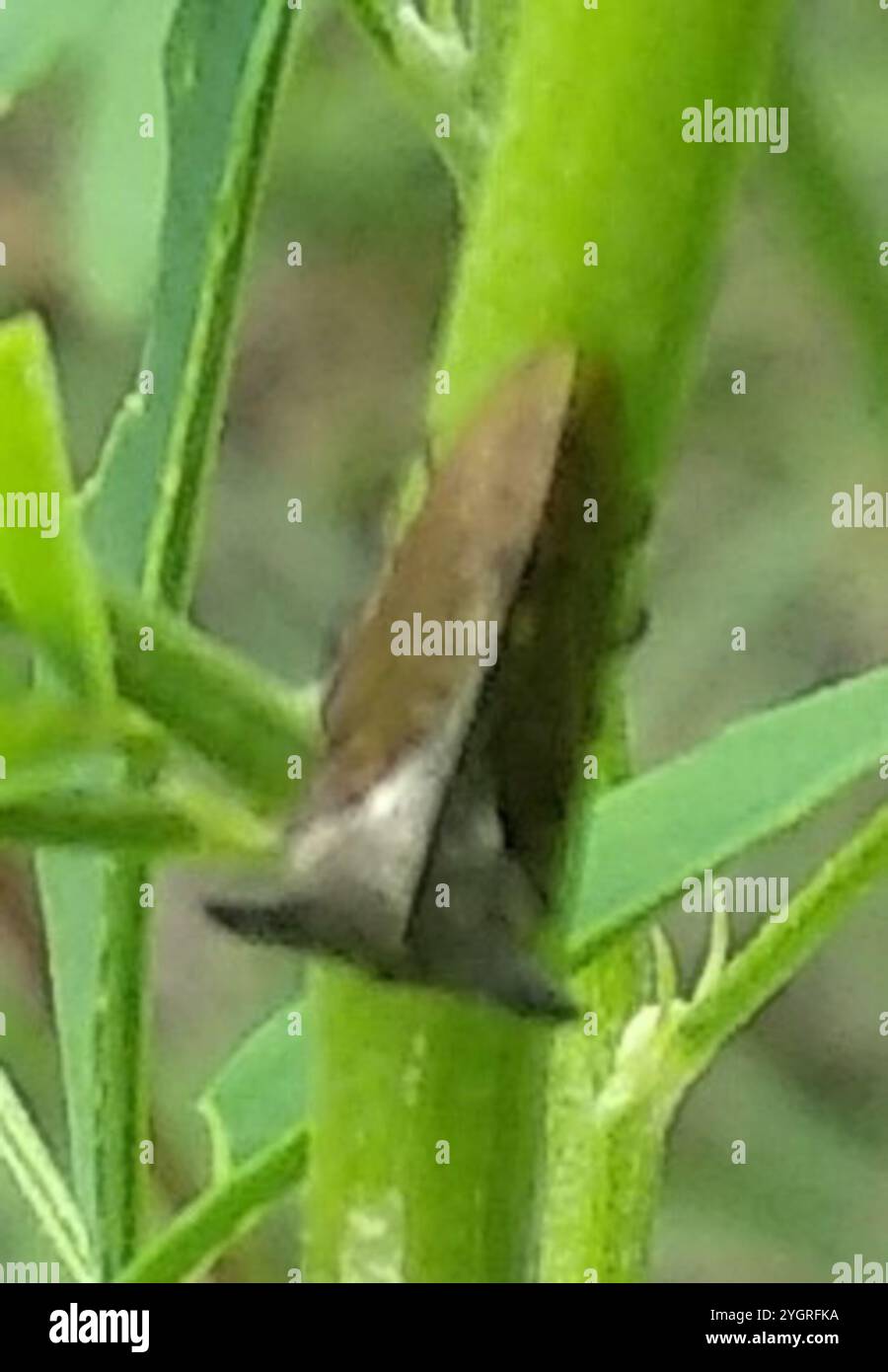 Typical Treehoppers (Membracidae Stock Photo - Alamy