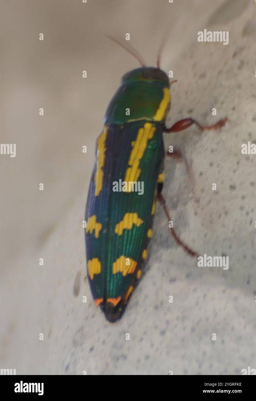 Buprestis rufipes hi-res stock photography and images - Alamy
