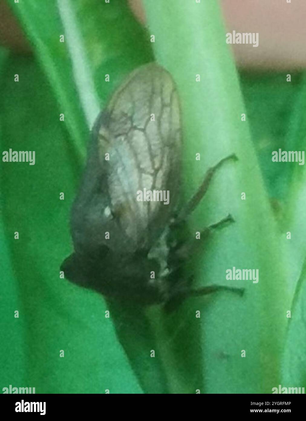 Horned Treehopper (Centrotus cornutus Stock Photo - Alamy