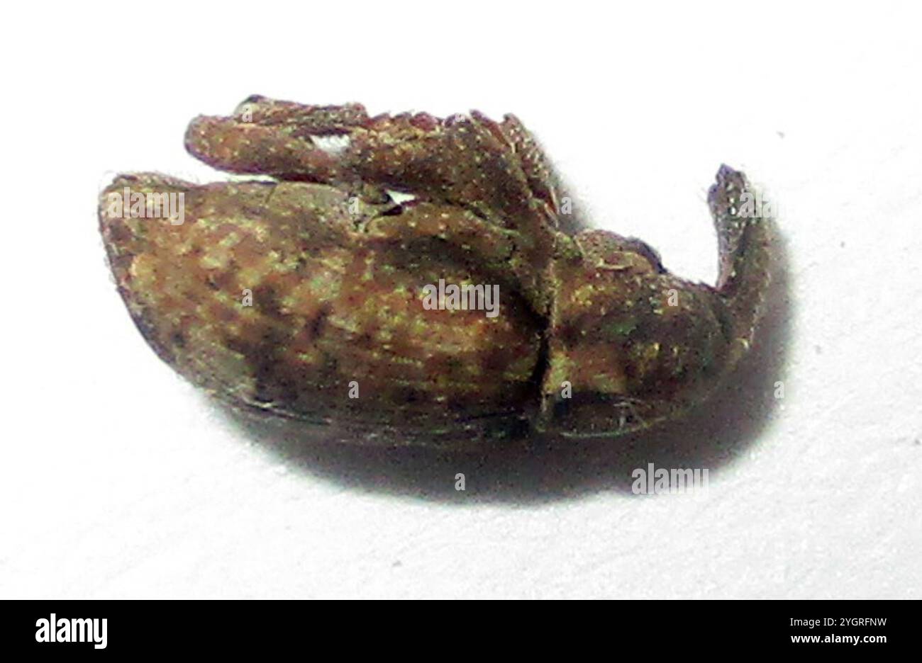 True Weevils (Curculionidae Stock Photo - Alamy