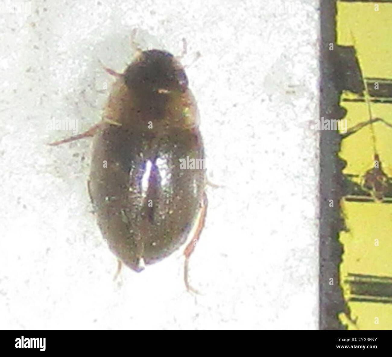 Laccobius hi-res stock photography and images - Alamy