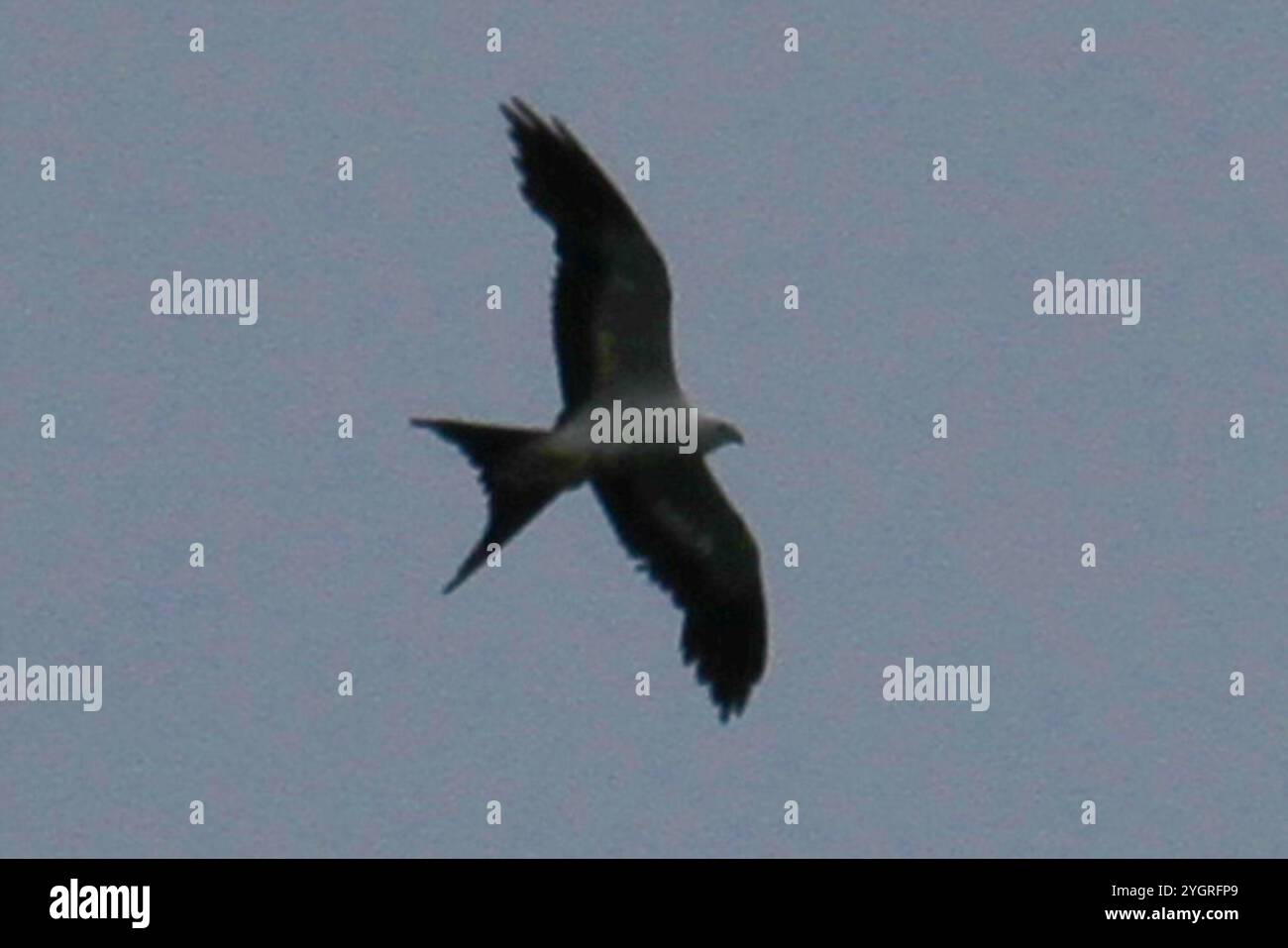 Swallow-tailed Kite (Elanoides forficatus Stock Photo - Alamy