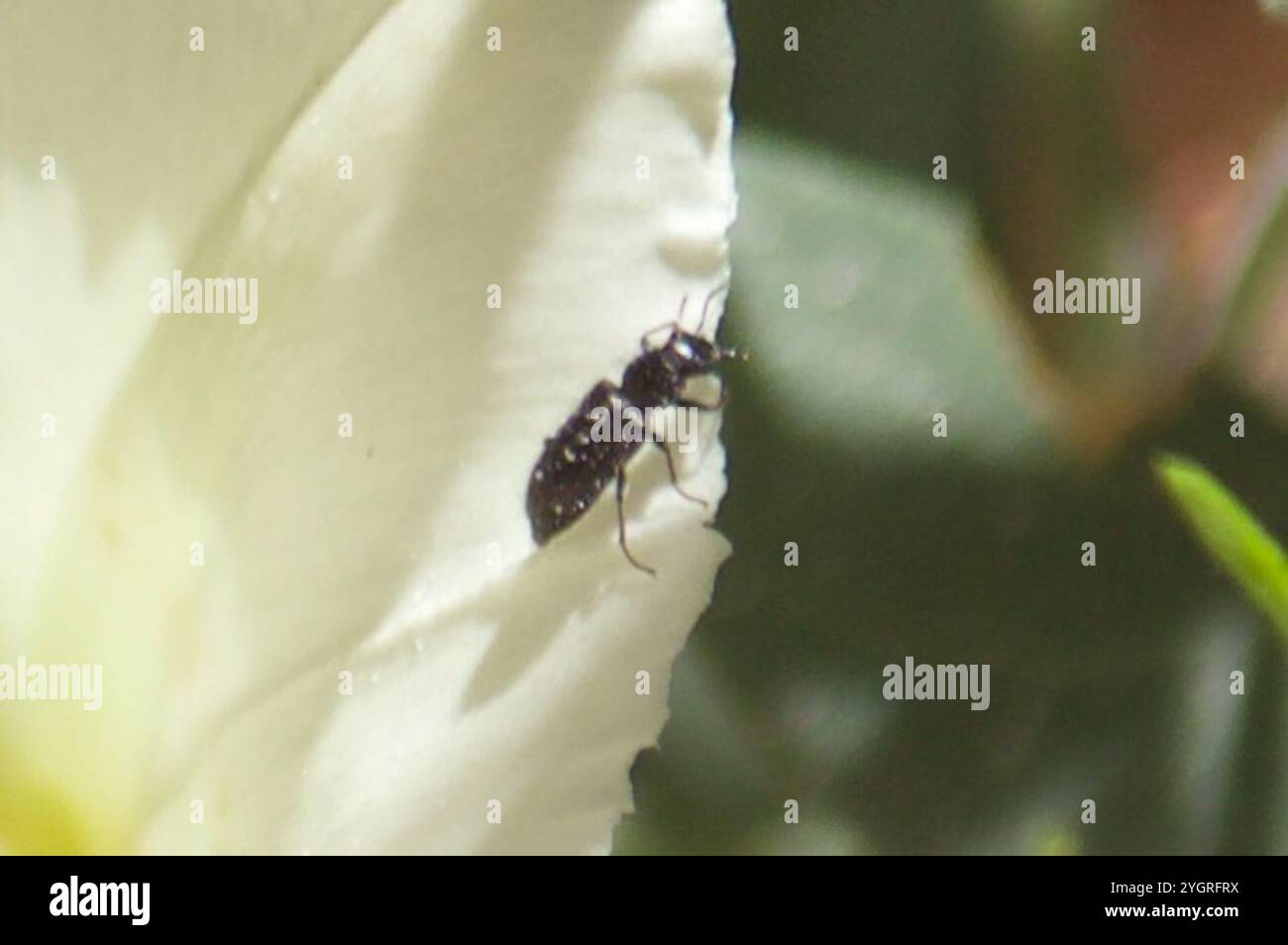 Short-winged Flower Beetles (Kateretidae Stock Photo - Alamy