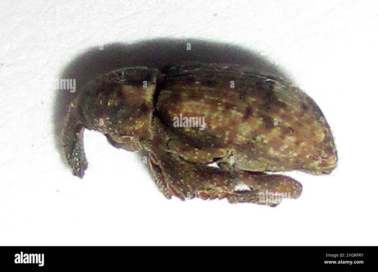 True Weevils (Curculionidae Stock Photo - Alamy