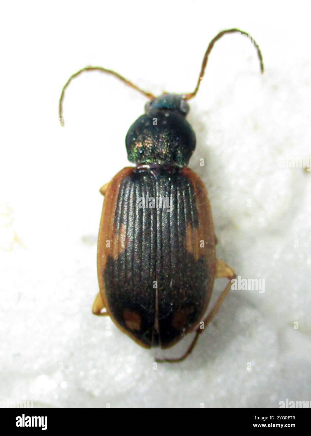 Vivid Metallic Ground Beetles (Chlaenius Stock Photo - Alamy