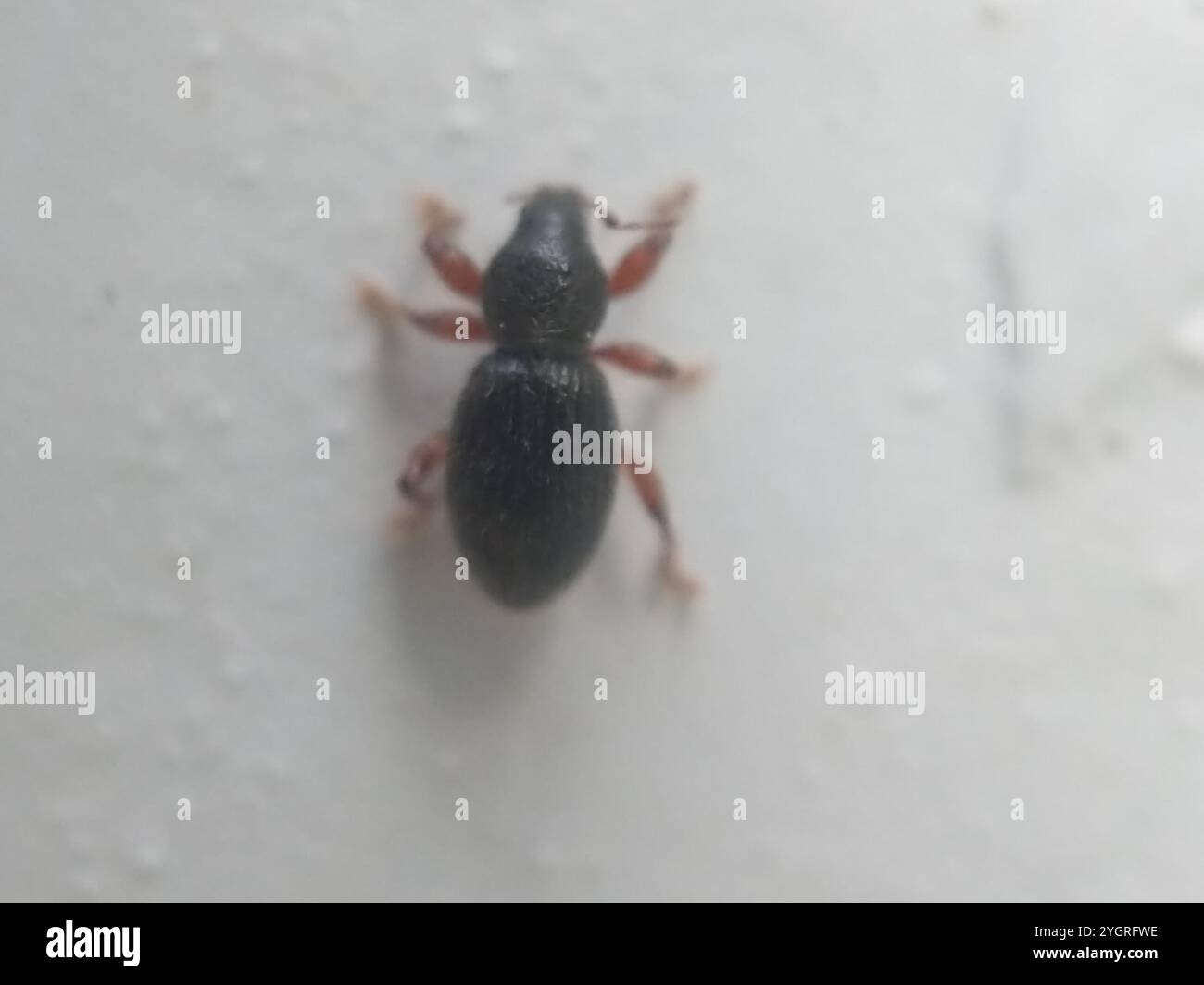 Hairy Spider Weevil (Barypeithes pellucidus Stock Photo - Alamy