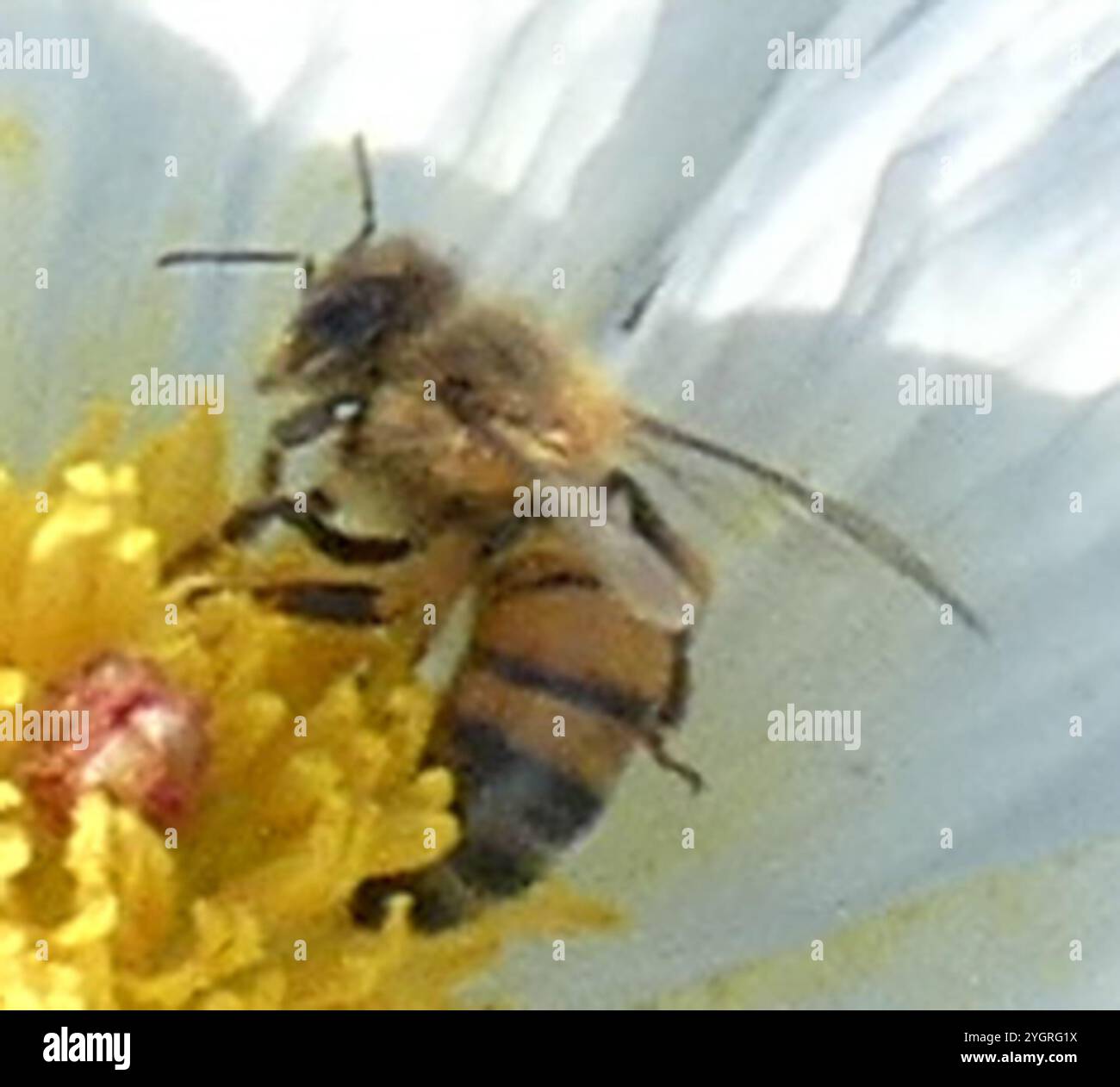 Western Honey Bee (Apis mellifera Stock Photo - Alamy