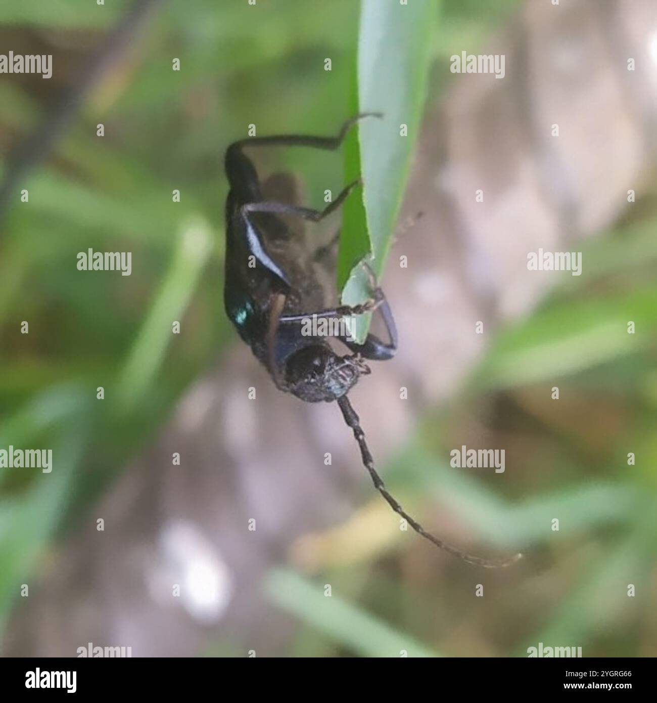 Violet tanbark beetle (Callidium violaceum Stock Photo - Alamy