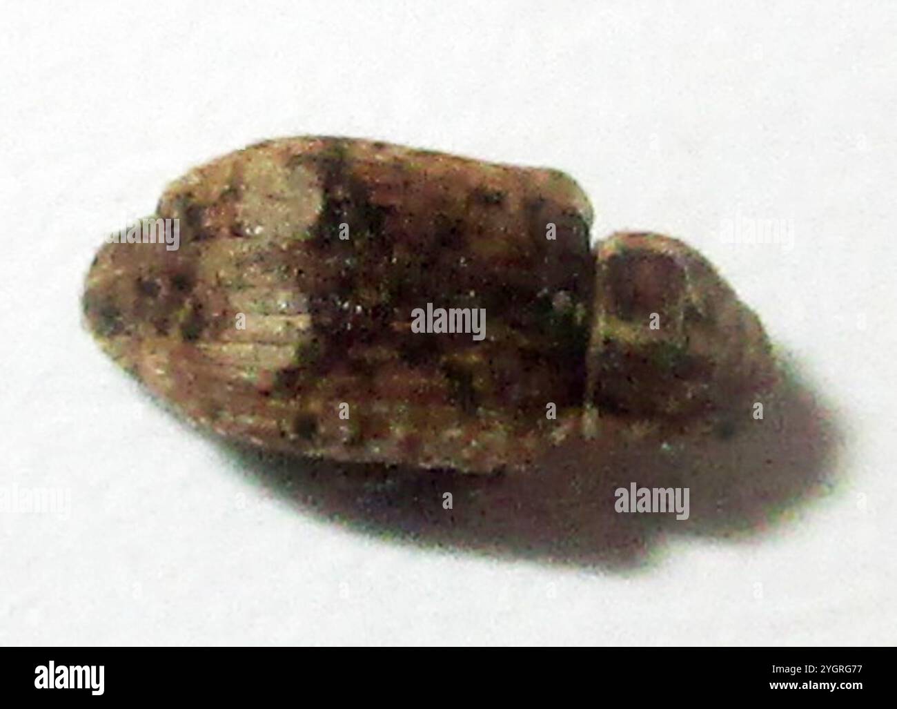 True Weevils (Curculionidae Stock Photo - Alamy