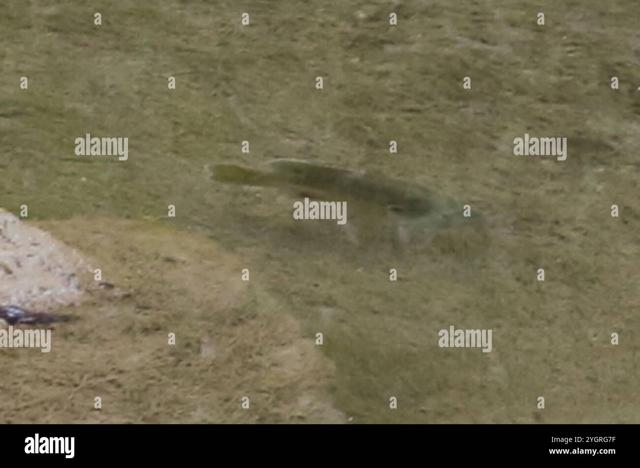 Green Sunfish (Lepomis cyanellus Stock Photo - Alamy