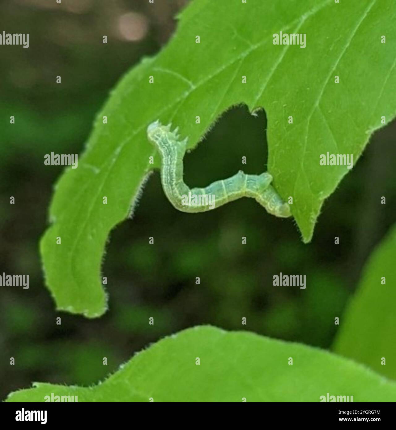 Spring cankerworm hi-res stock photography and images - Alamy