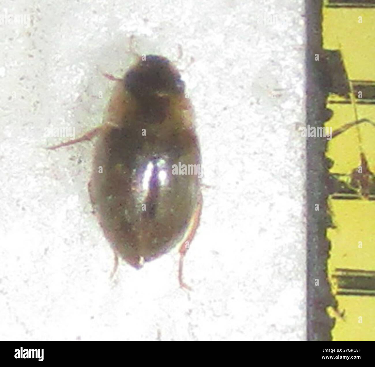 Laccobius hi-res stock photography and images - Alamy