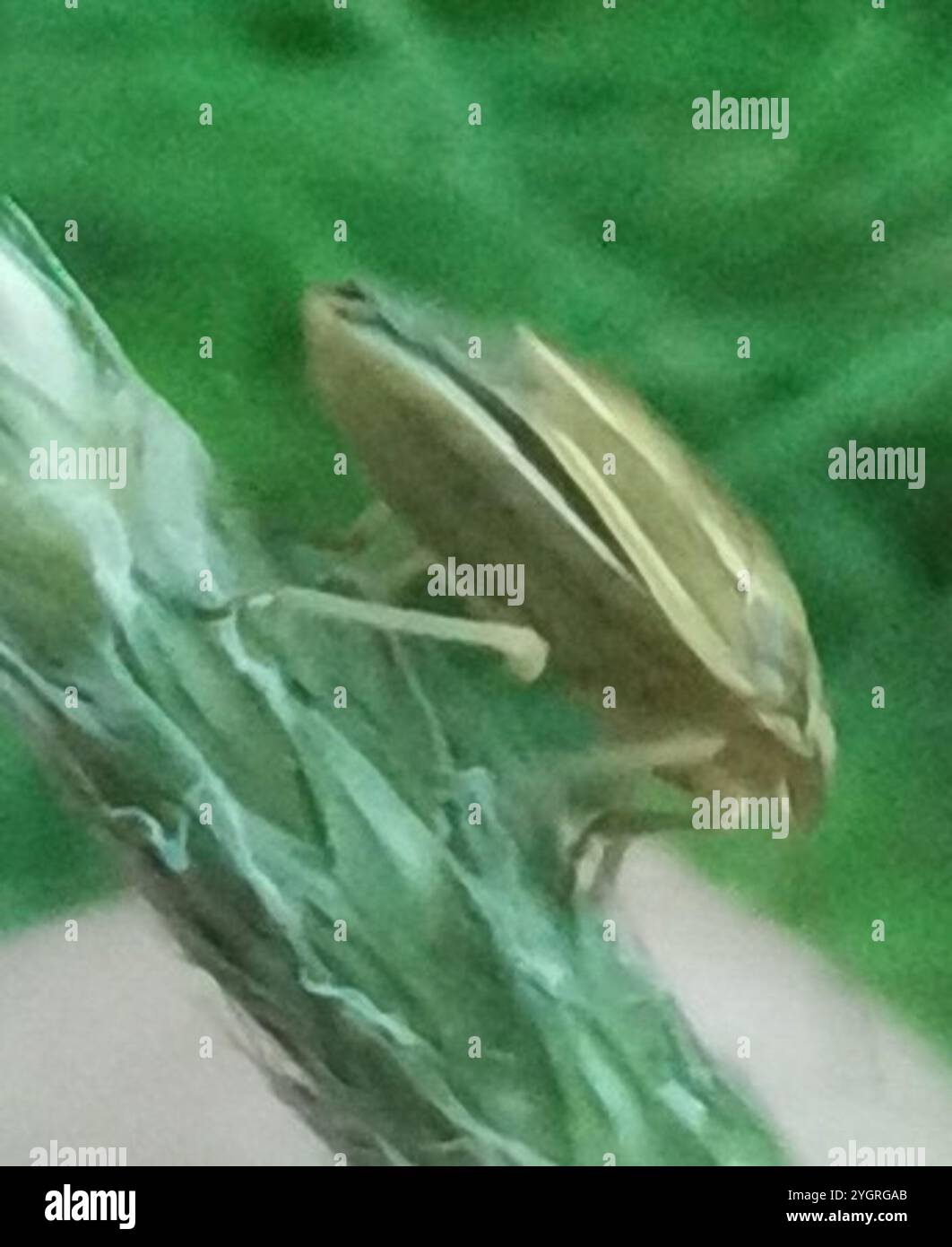 Bishop's Mitre Shield Bug (Aelia acuminata Stock Photo - Alamy