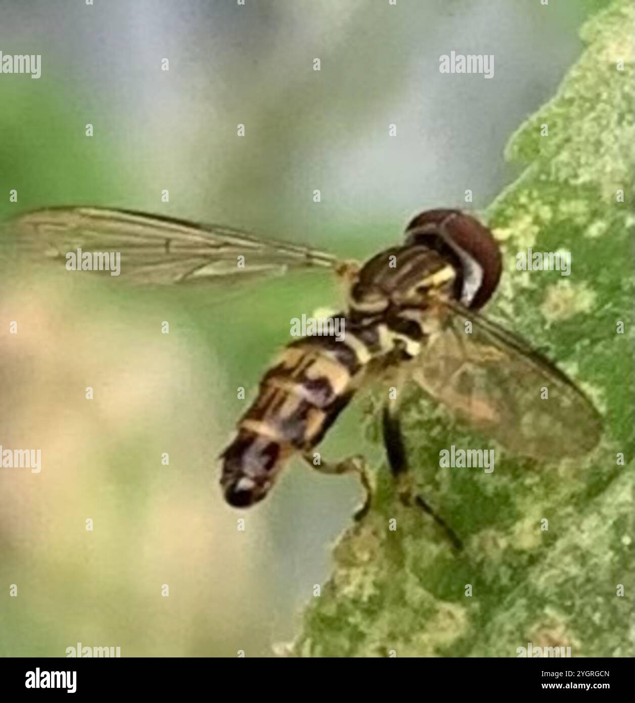 Eastern Calligrapher (Toxomerus geminatus Stock Photo - Alamy