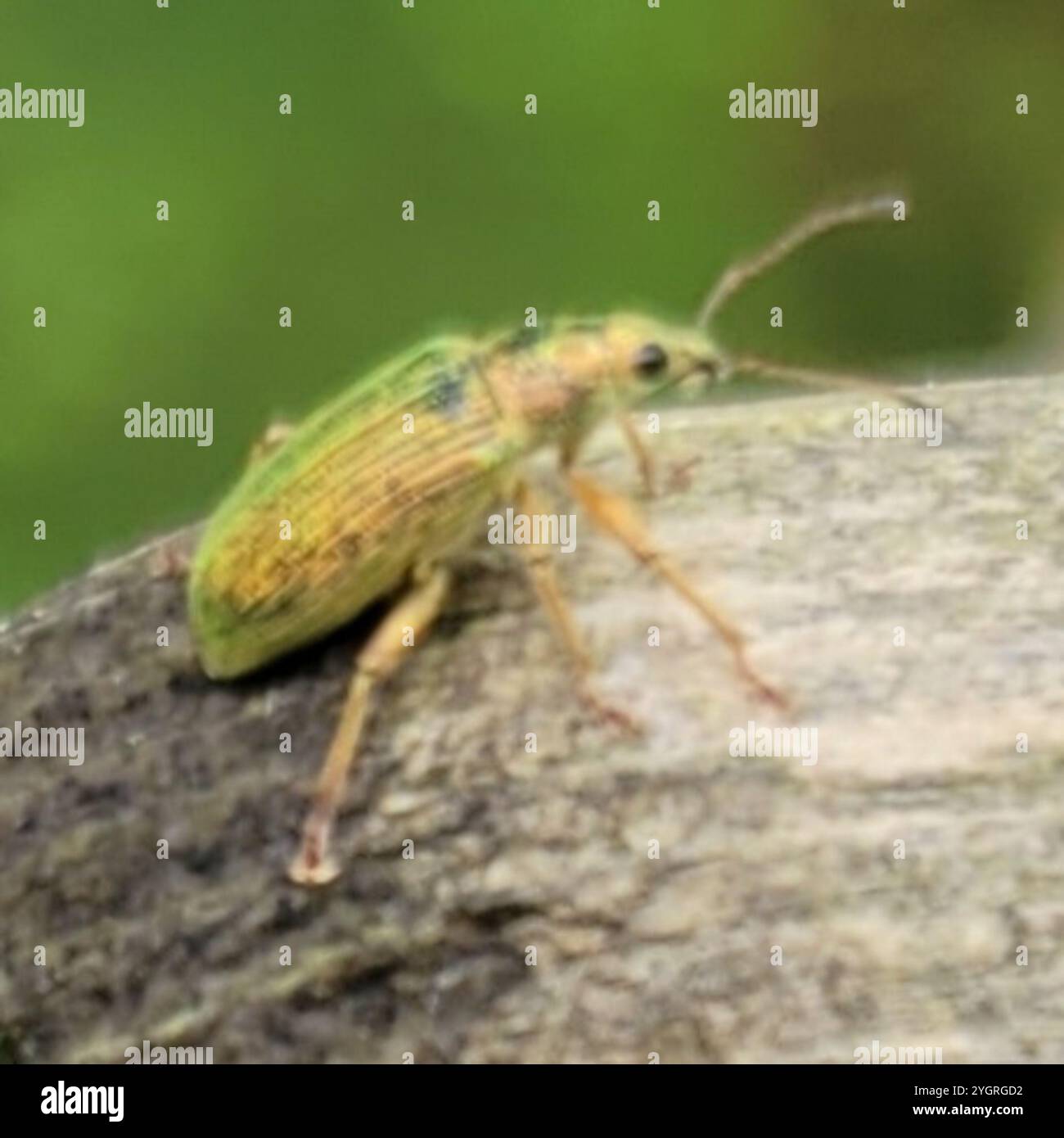 Green Immigrant Leaf Weevil (Polydrusus formosus Stock Photo - Alamy
