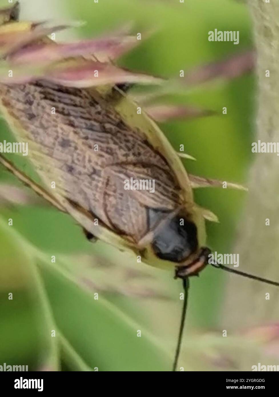 Dusky Cockroach (Ectobius lapponicus Stock Photo - Alamy