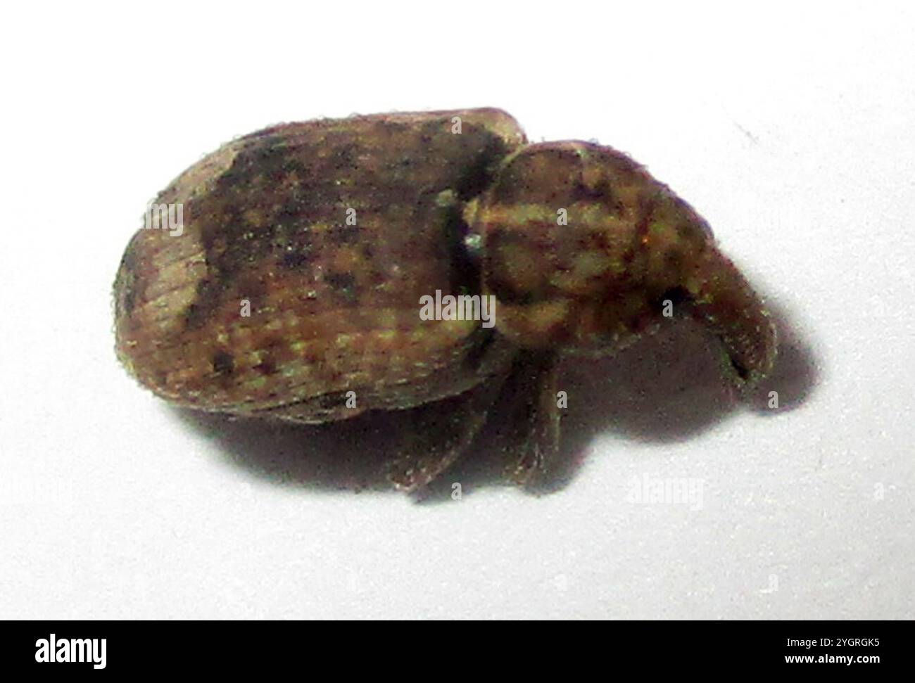 True Weevils (Curculionidae Stock Photo - Alamy