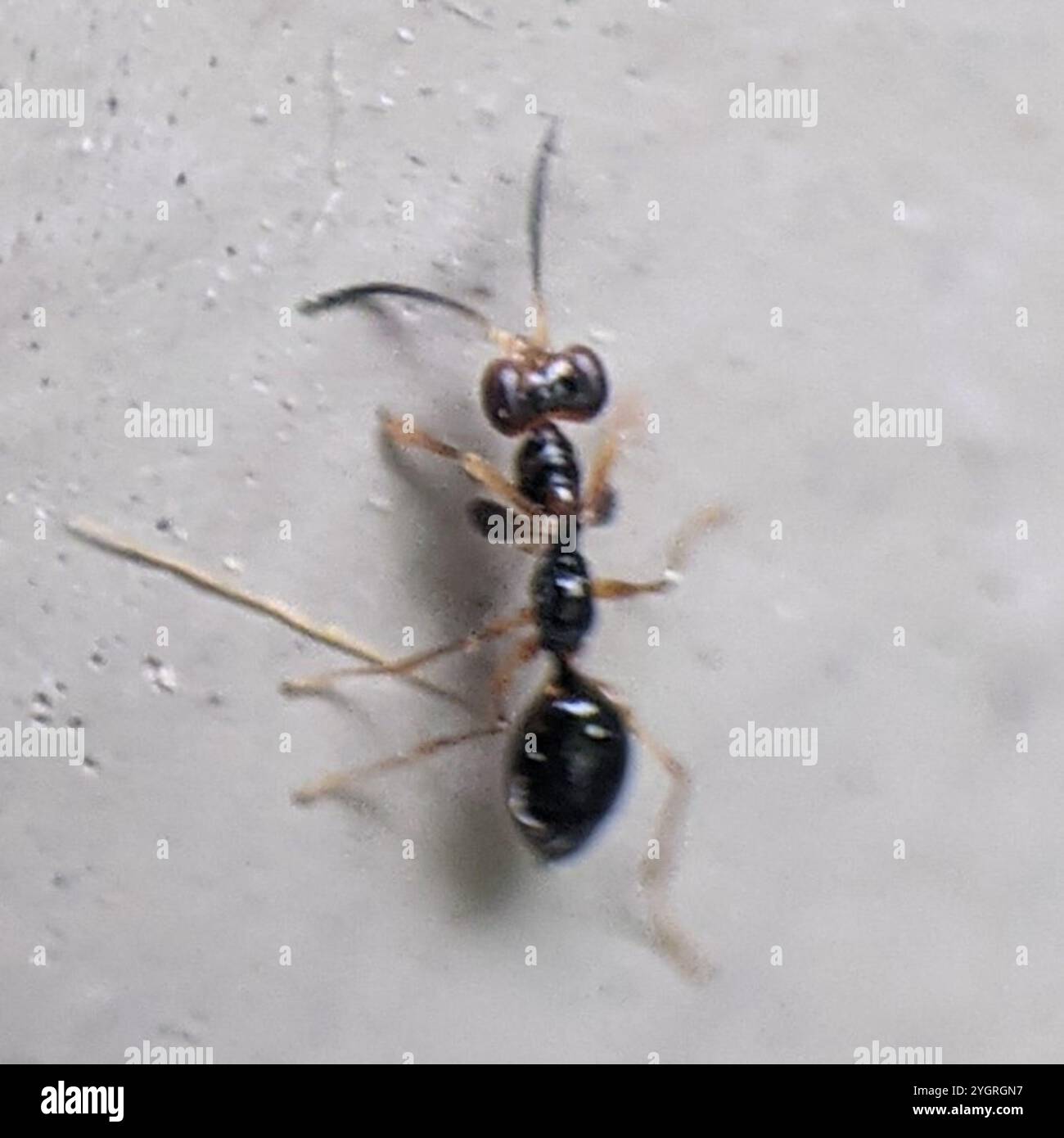 Pincer Wasps (Dryinidae Stock Photo - Alamy