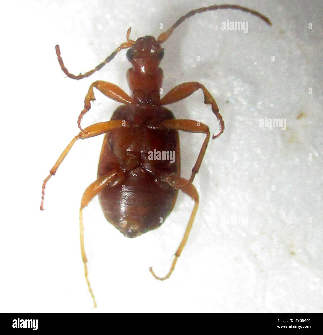 Brachinus hi-res stock photography and images - Alamy