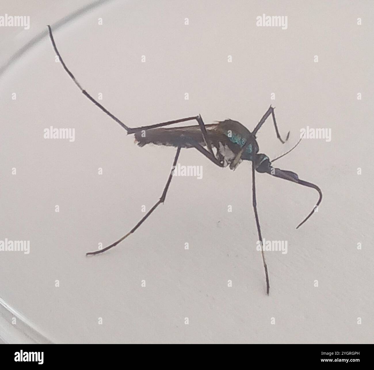 Southern African Elephant Mosquito (Toxorhynchites brevipalpis Stock ...