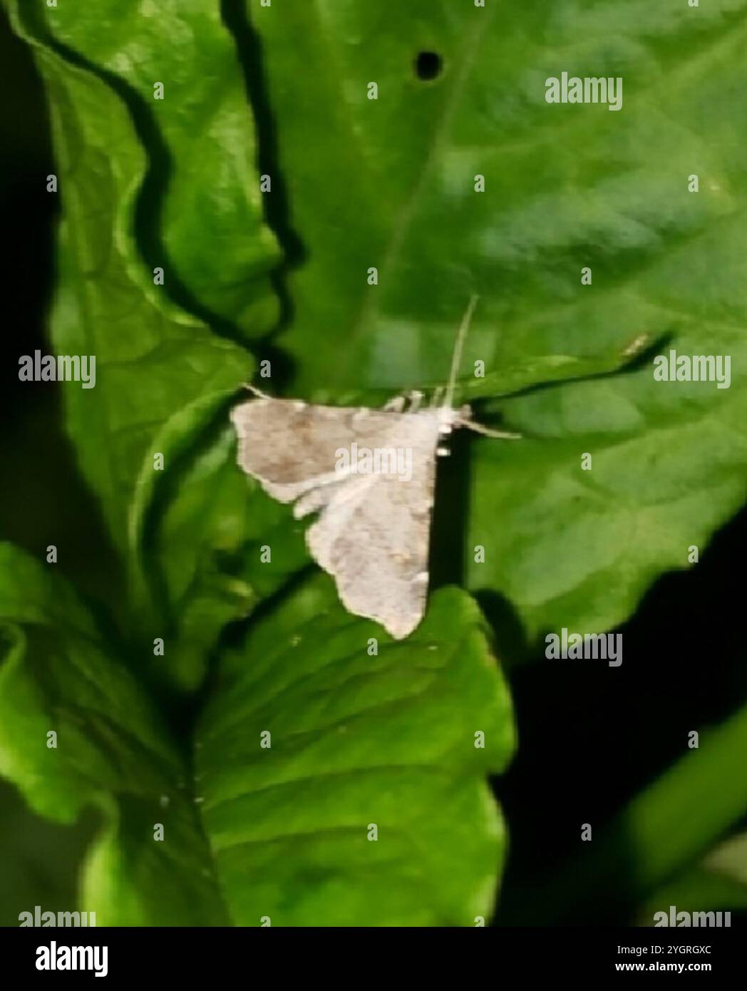 Pygmy Redectis Moth (Redectis pygmaea Stock Photo - Alamy