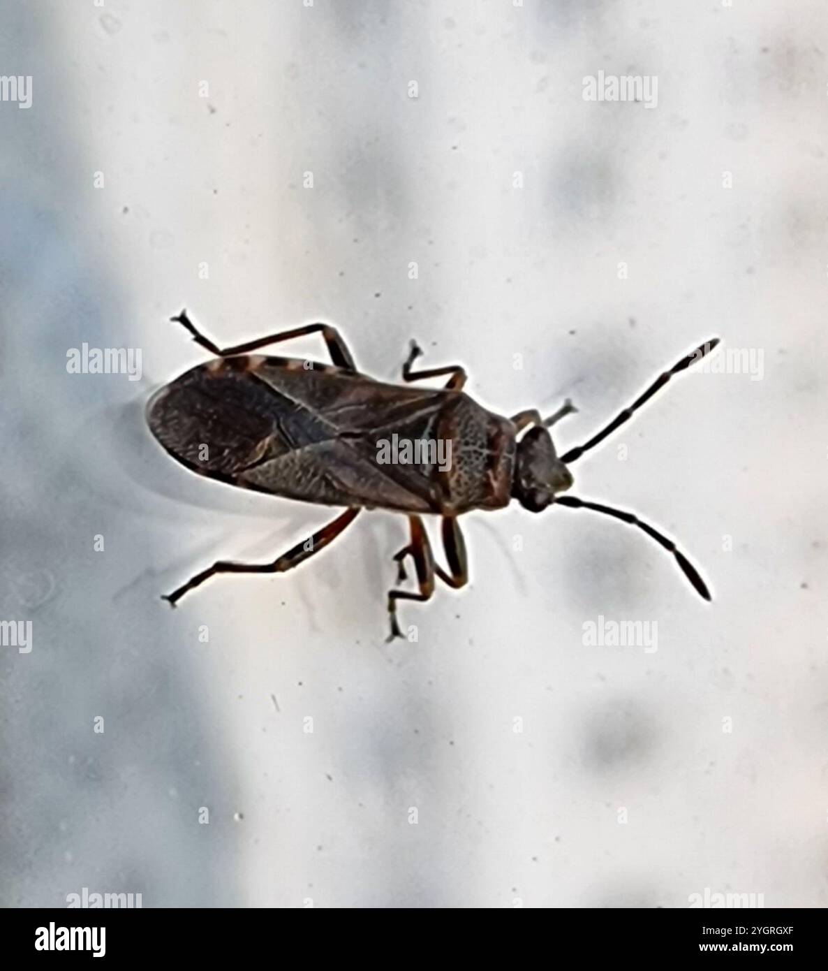 Elm Seed Bug (Arocatus melanocephalus Stock Photo - Alamy