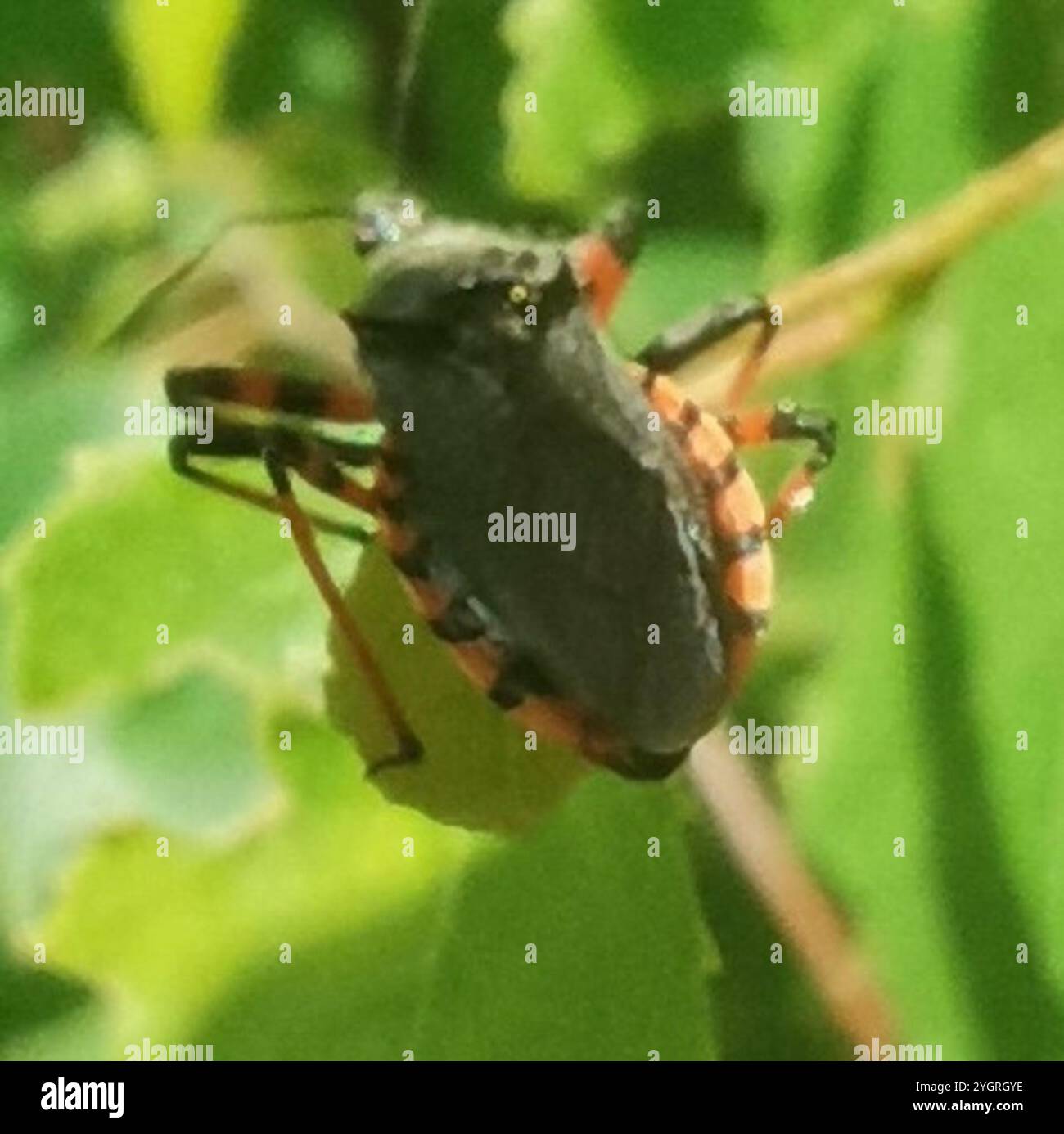 Rhynocoris annulatus hi-res stock photography and images - Alamy