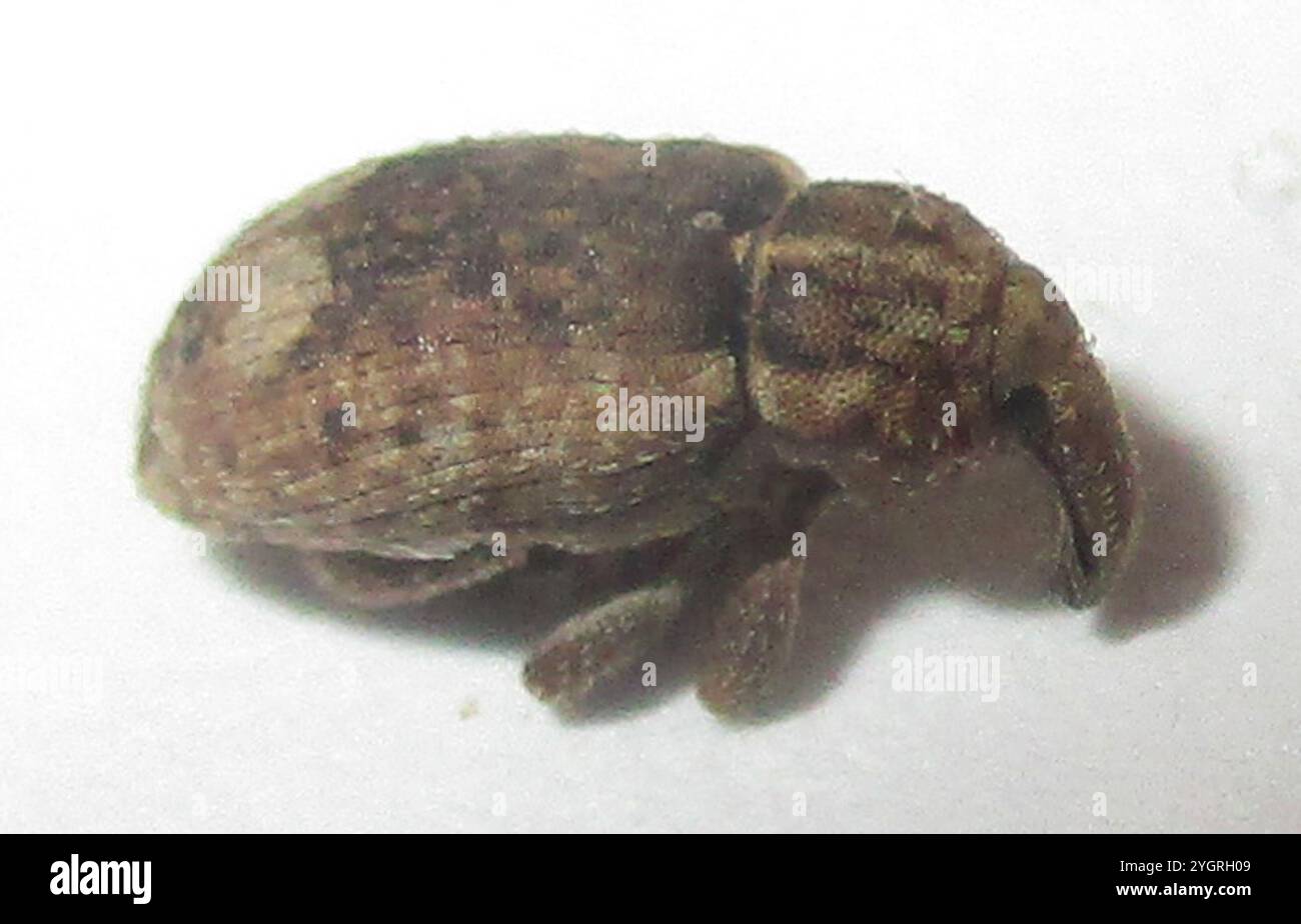 True Weevils (Curculionidae Stock Photo - Alamy