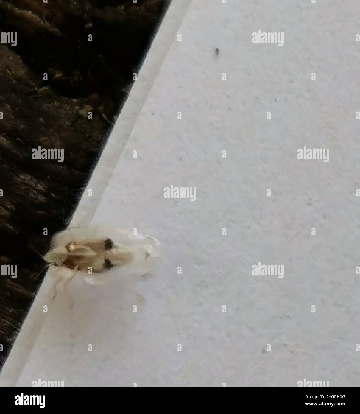 Eastern Sycamore Lace Bug (Corythucha ciliata Stock Photo - Alamy