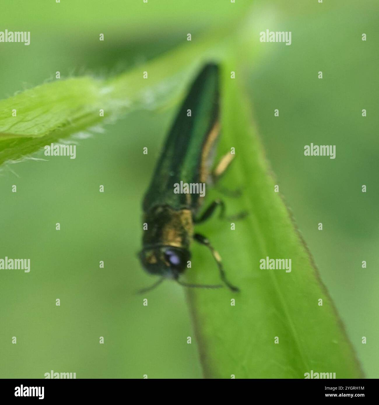 Emerald Ash Borer (Agrilus planipennis Stock Photo - Alamy