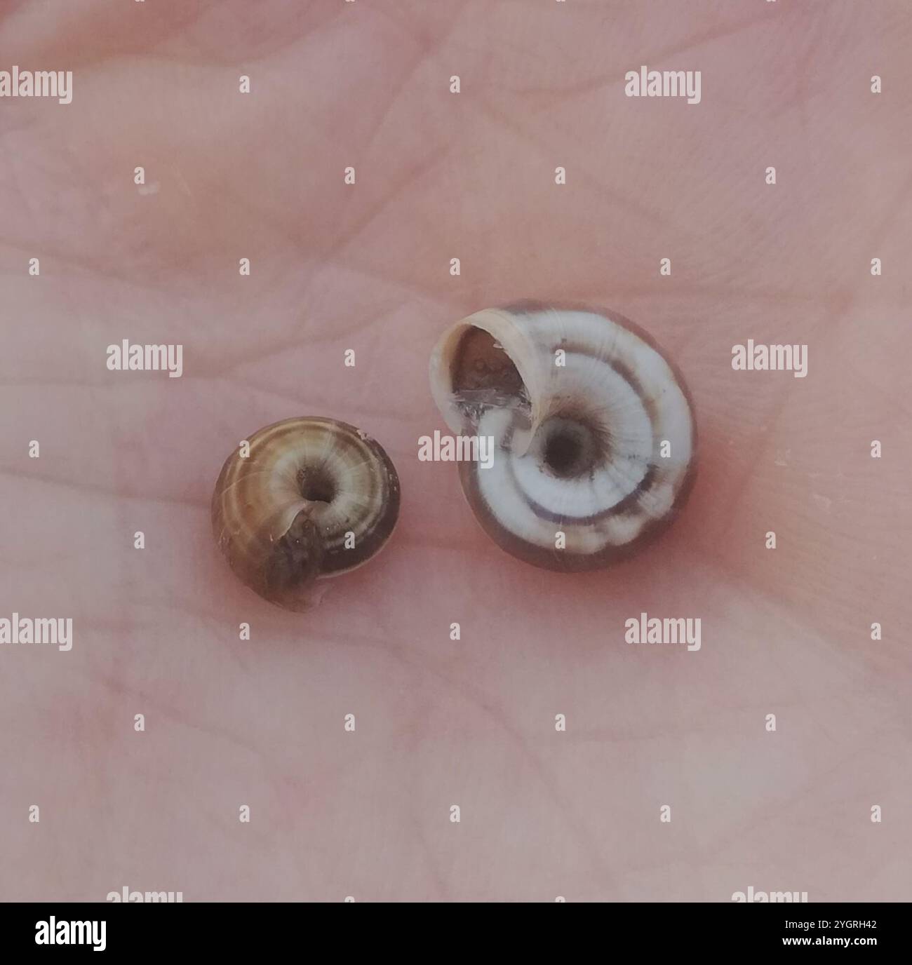 Cernuella neglecta hi-res stock photography and images - Alamy