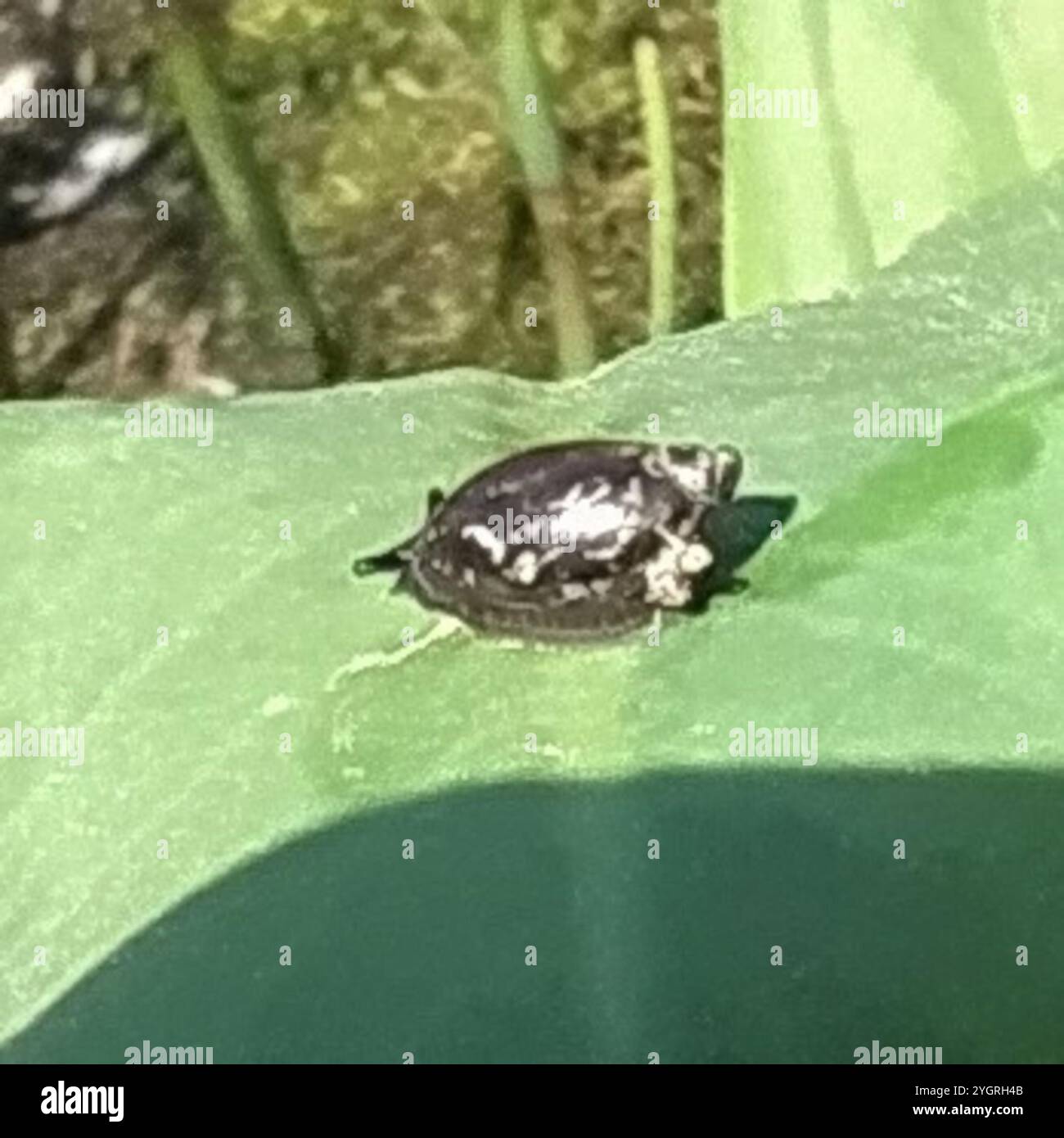 Oxyloma elegans hi-res stock photography and images - Alamy