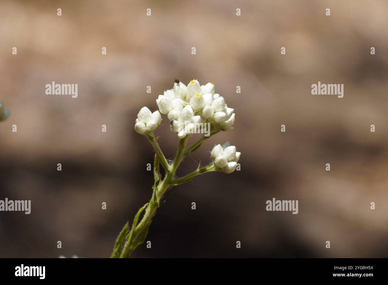 California cudweed (Pseudognaphalium californicum Stock Photo - Alamy