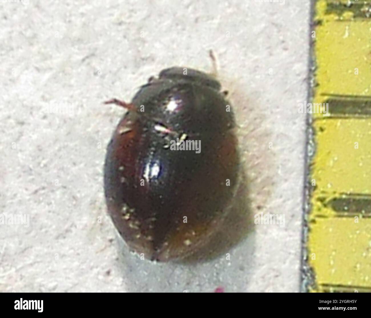 Sphaeridiinae hi-res stock photography and images - Alamy