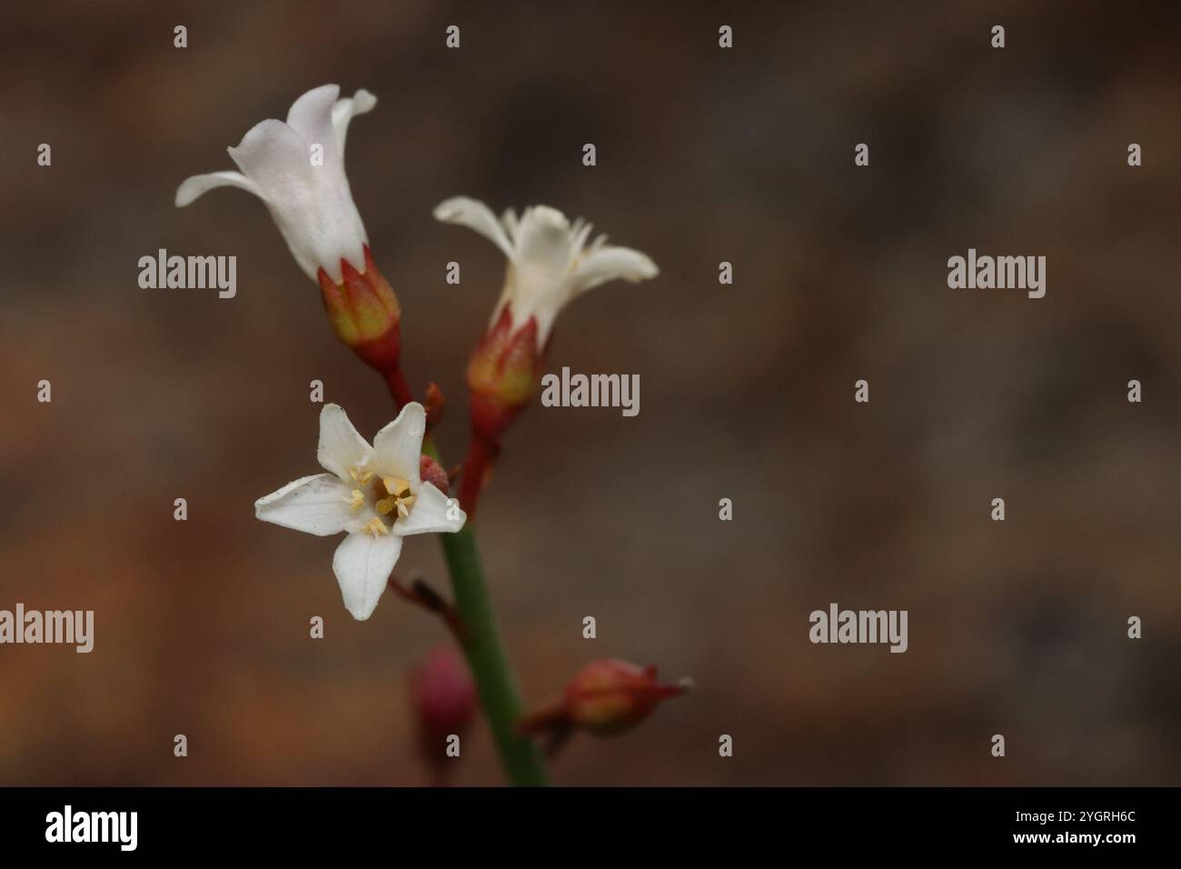 Water pimpernel hi-res stock photography and images - Alamy