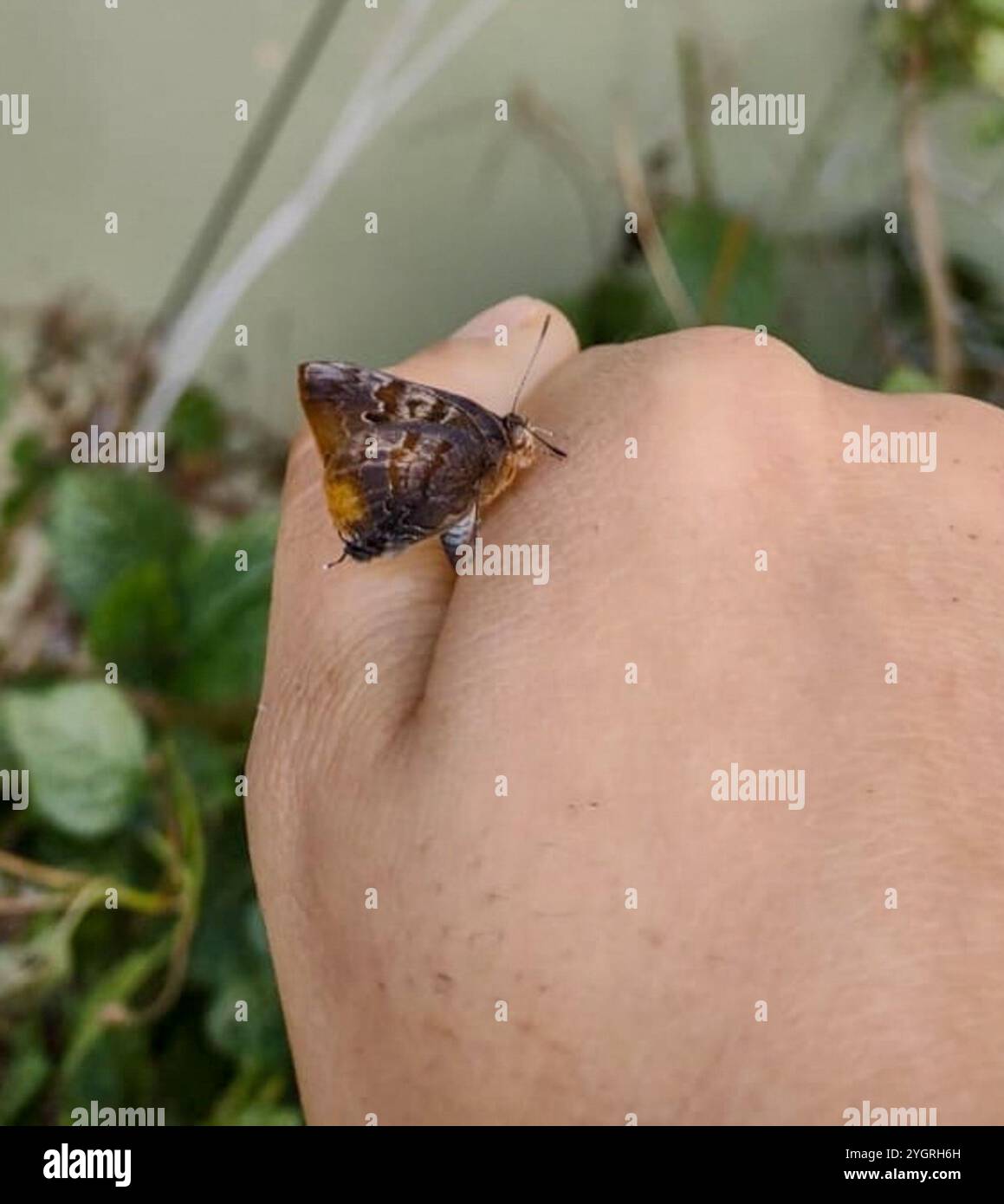 Gold-bordered Hairstreak (Rekoa palegon Stock Photo - Alamy