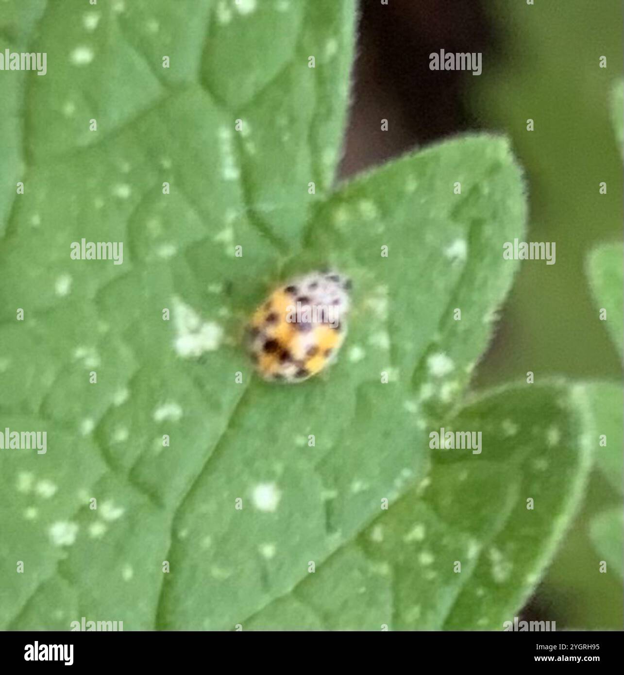 Twenty-spotted Lady Beetle (Psyllobora vigintimaculata Stock Photo - Alamy