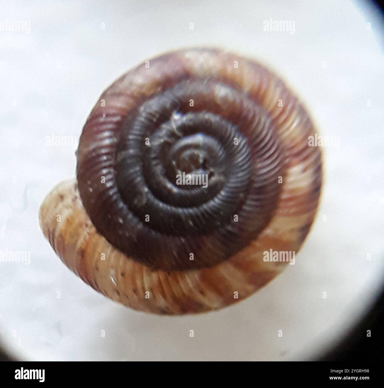 Rounded Snail (Gonyodiscus rotundatus Stock Photo - Alamy