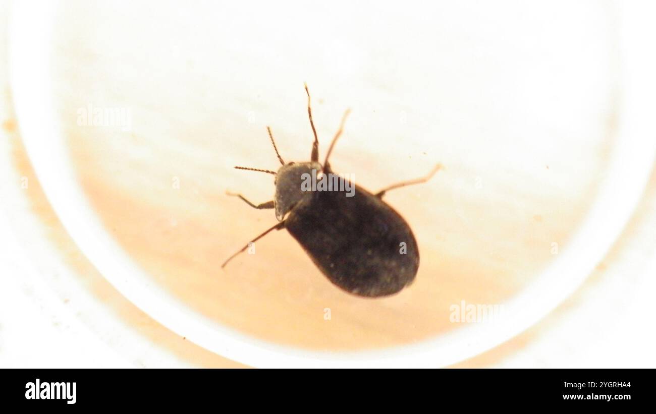 Water Penny Beetles (Psephenidae Stock Photo - Alamy