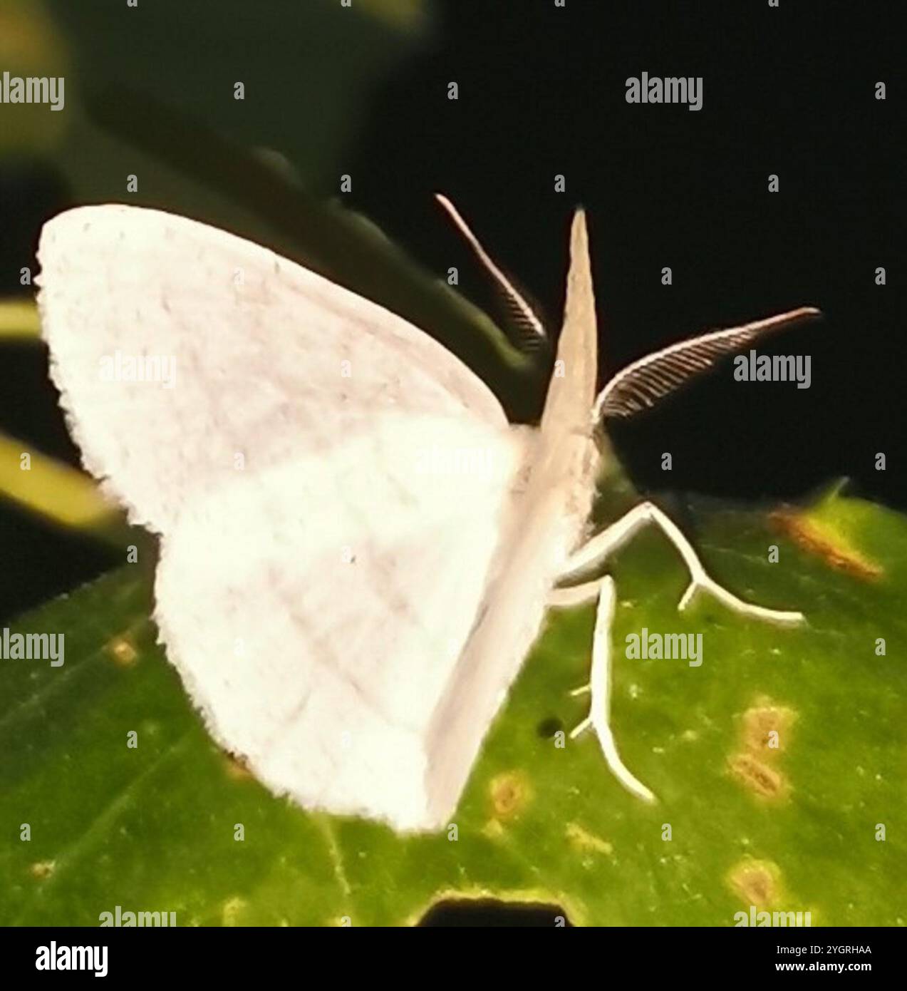 Common White Wave (Cabera pusaria Stock Photo - Alamy