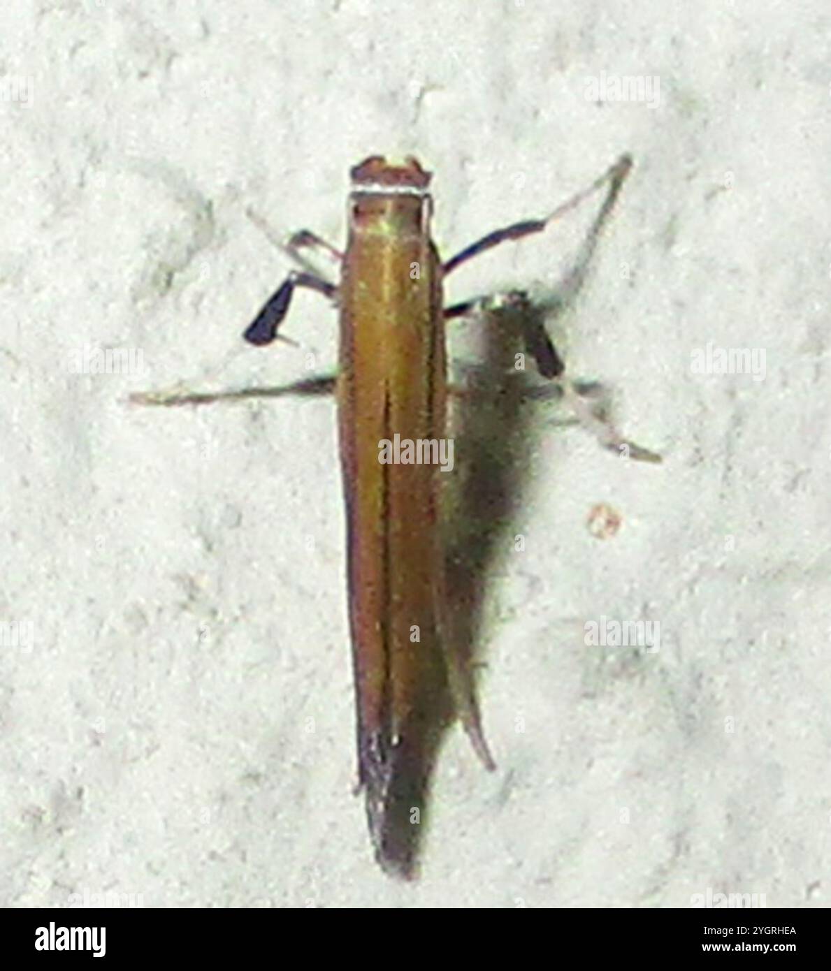 Leaf Blotch Miner Moths (Gracillariidae Stock Photo - Alamy