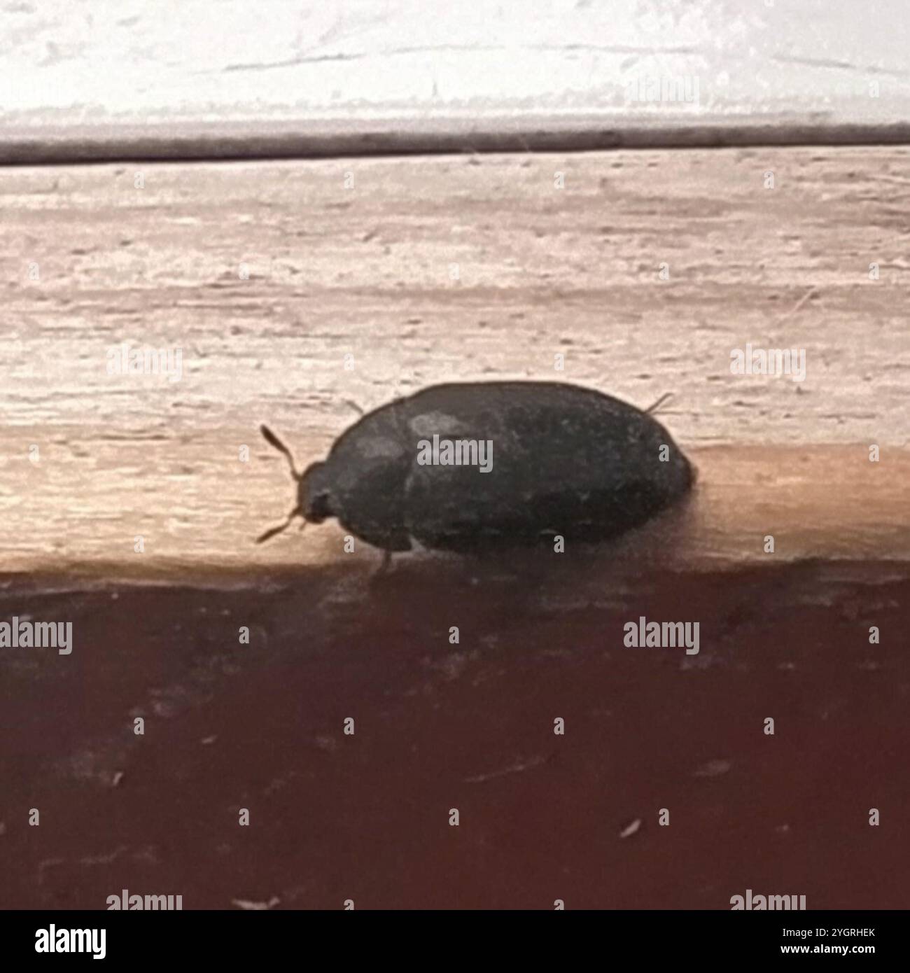 Black carpet beetle hi-res stock photography and images - Alamy