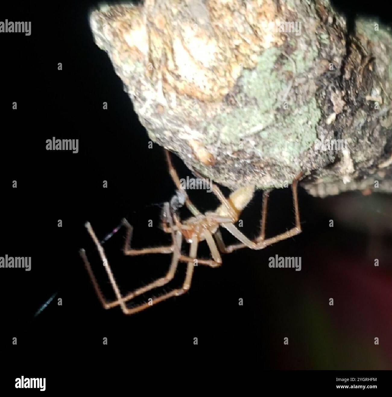 Longlegged Sac Spiders (Cheiracanthium Stock Photo - Alamy