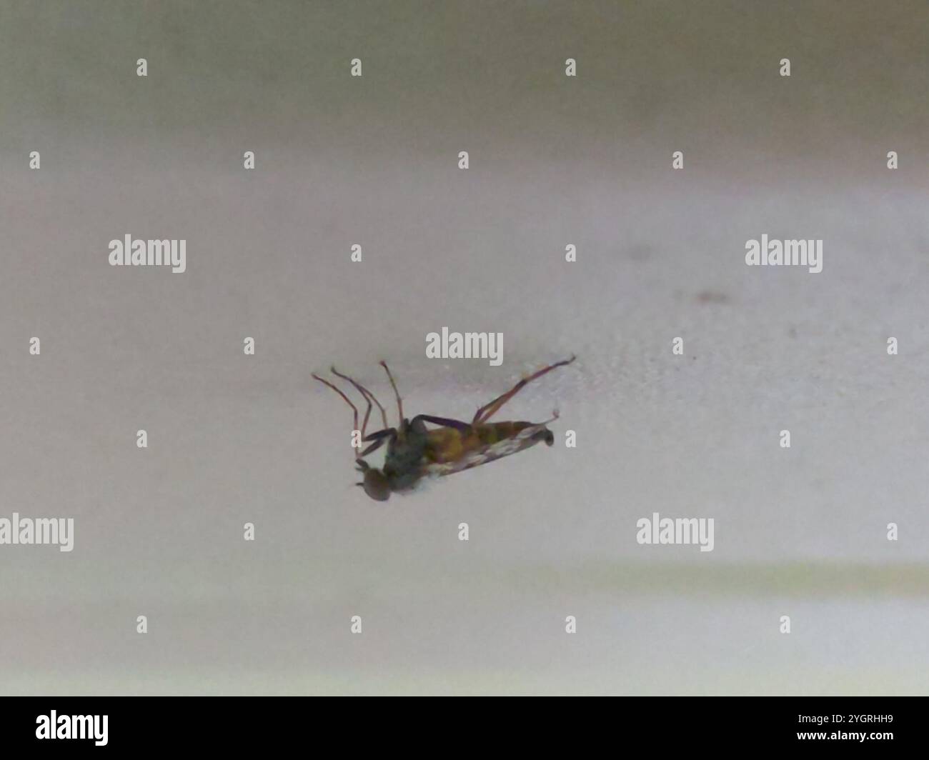 Lesser Variegated Snipe Fly (Rhagio punctipennis Stock Photo - Alamy