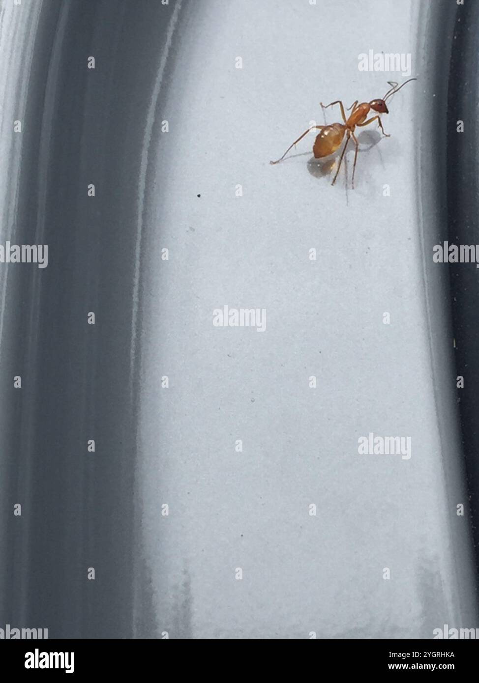 Chestnut Carpenter Ant (Camponotus castaneus Stock Photo - Alamy