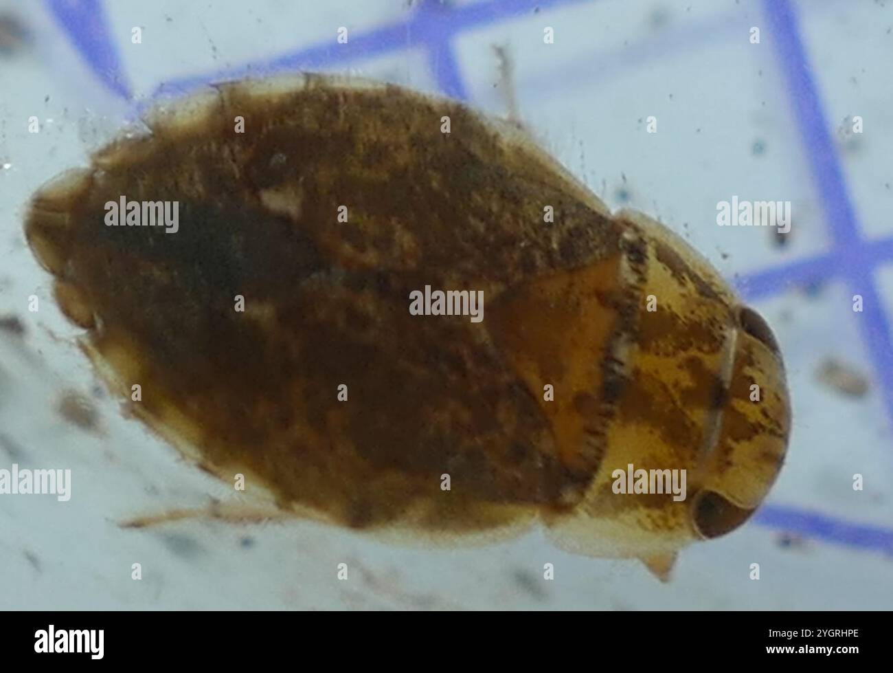 Water Bugs (Nepomorpha Stock Photo - Alamy