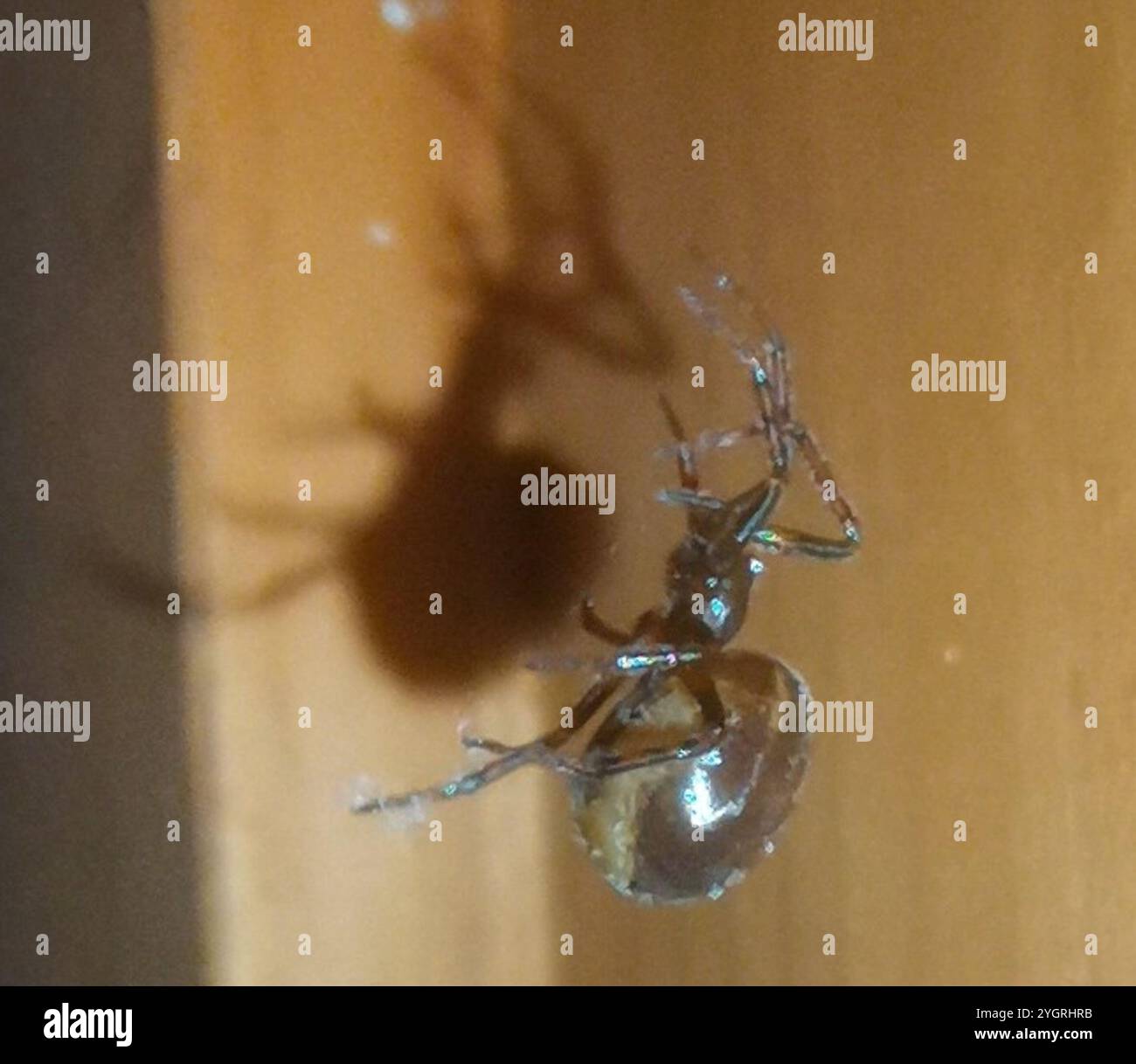 Rabbit Hutch Spider (Steatoda bipunctata Stock Photo - Alamy